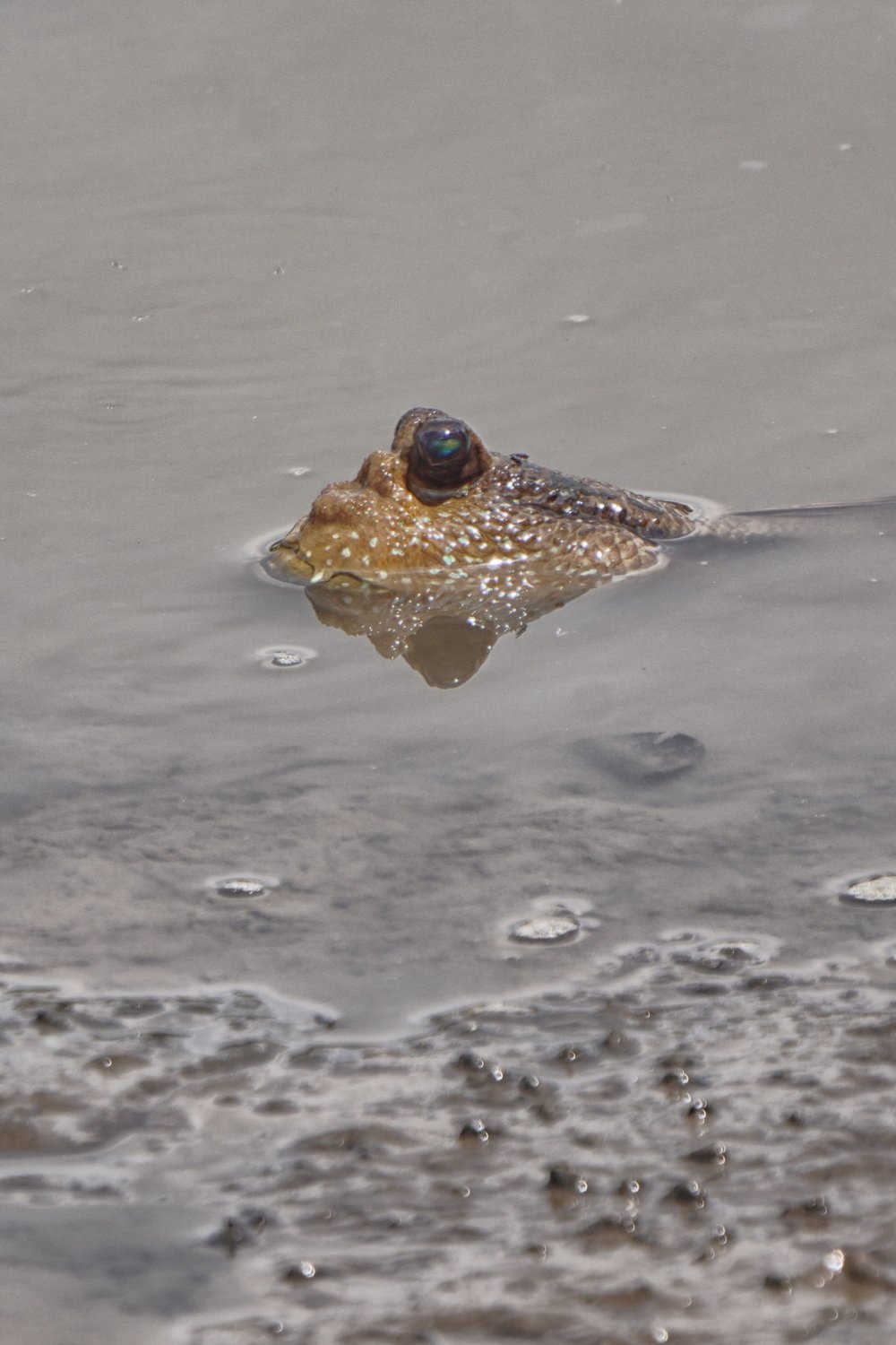 Solve Mudskipper, Sungei Buloh Wetlands jigsaw puzzle online with 70 pieces