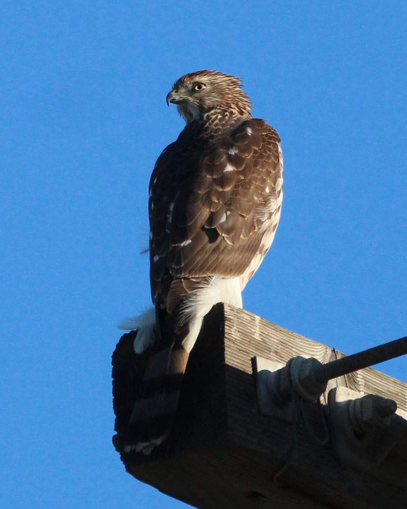 Solve Cooper's Hawk, Lagoon Trail, Del Mar, California jigsaw puzzle ...