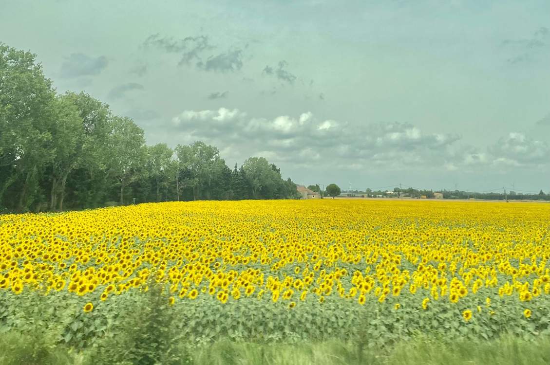 Solve Betsy Whitman's Sunflowers jigsaw puzzle online with 15 pieces