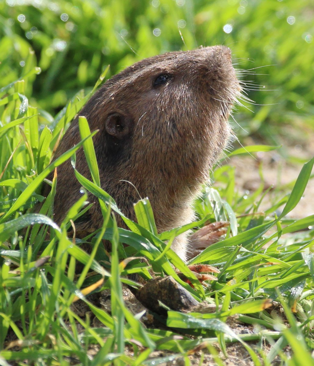 Solve Gopher, Robb Field, Ocean Beach (San Diego), California jigsaw ...