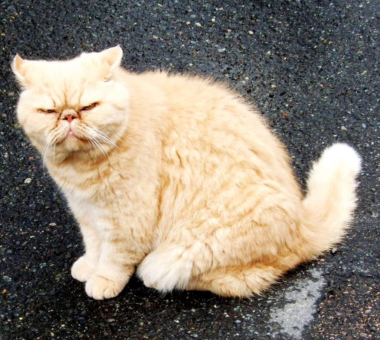 Jigsaw Puzzle | 90 pieces | mean looking cat | Jigidi