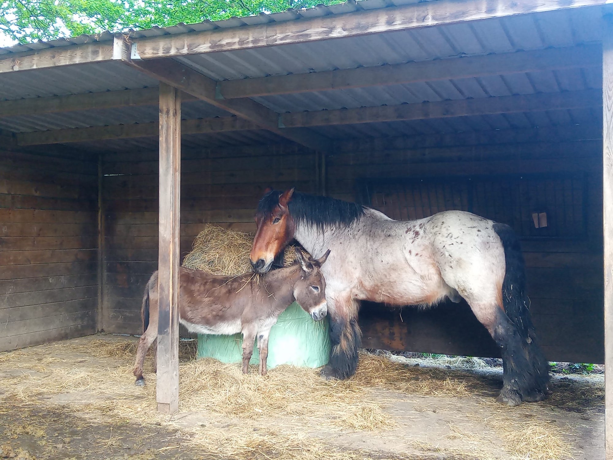 Solve paard en ezel jigsaw puzzle online with 108 pieces