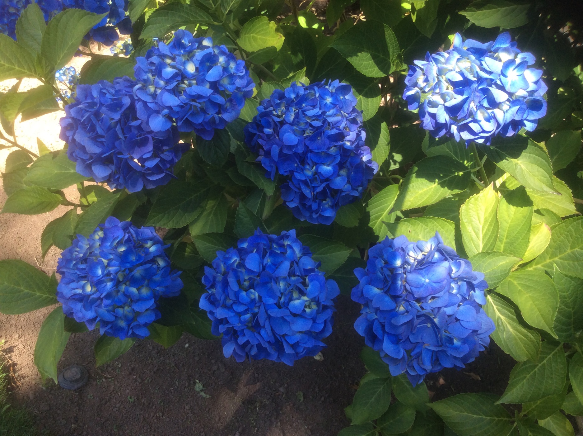 Solve Royal Blue Hydrangeas jigsaw puzzle online with 70 pieces
