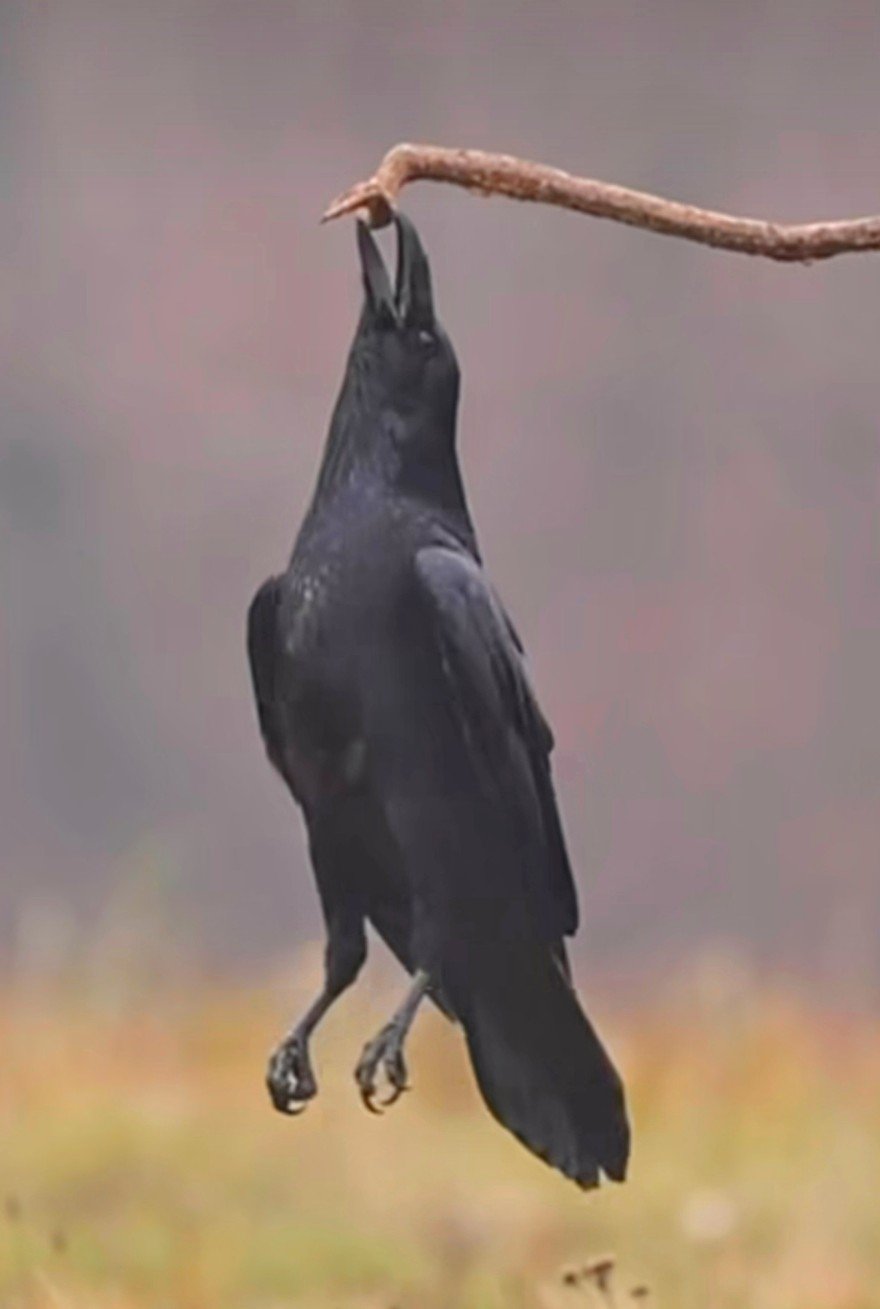 Solve raven jigsaw puzzle online with 150 pieces