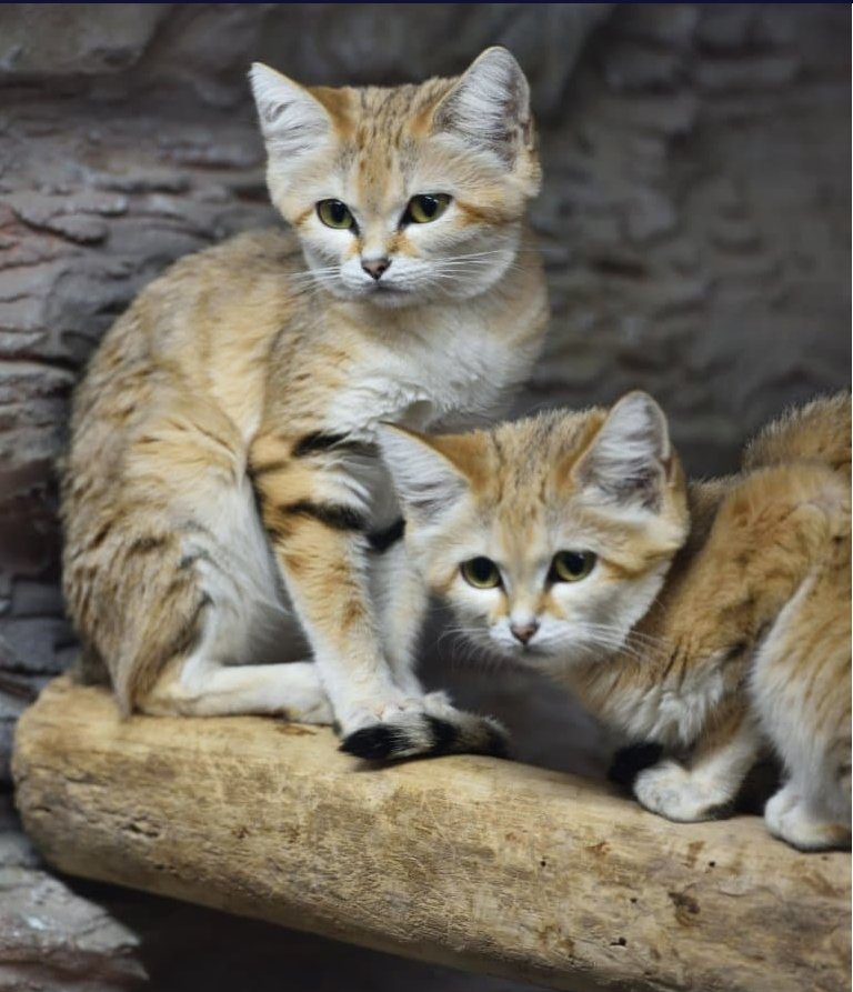 Solve Sand Cats -- super cute. jigsaw puzzle online with 20 pieces