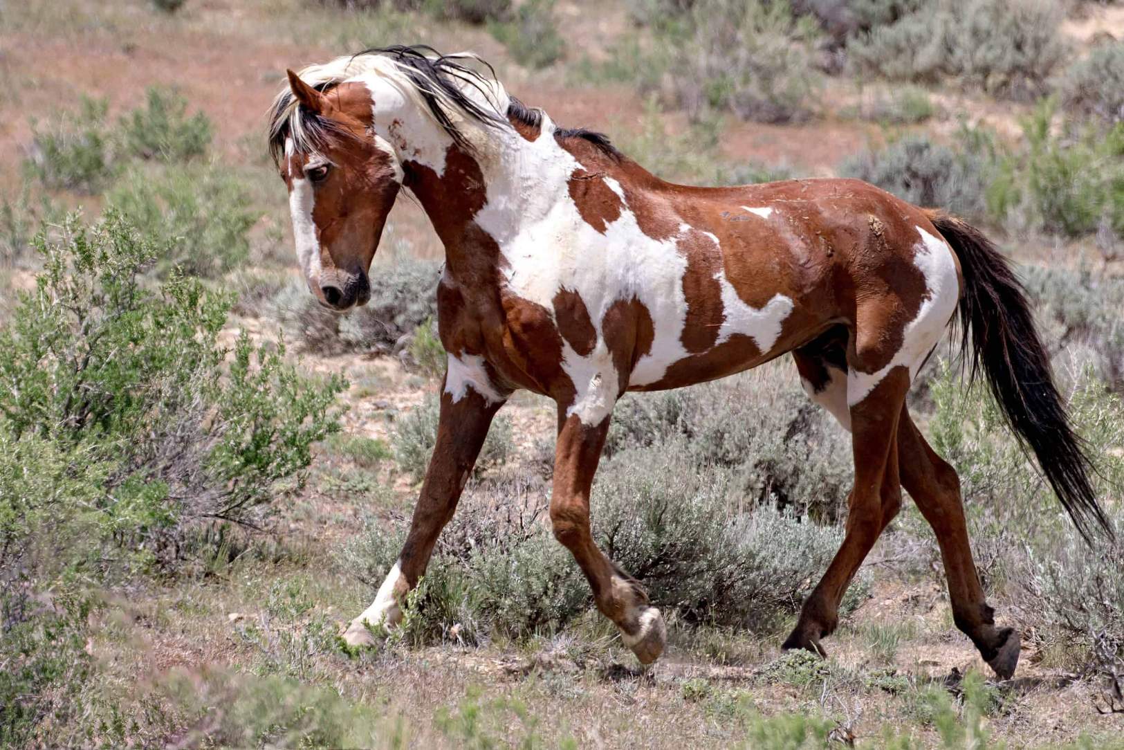 Solve Colorado wild Mustang named Picasso jigsaw puzzle online with 117 ...