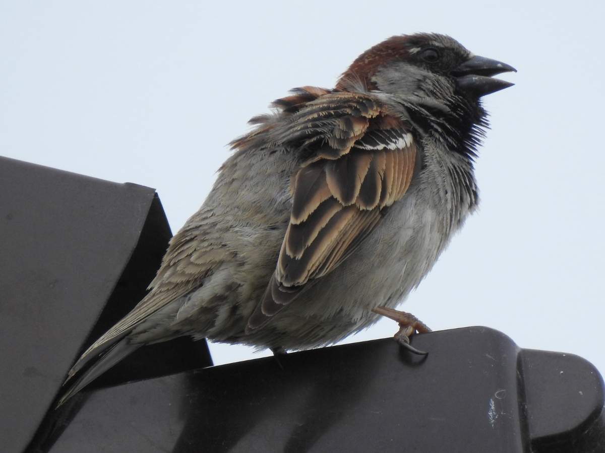 Solve sparrow jigsaw puzzle online with 176 pieces
