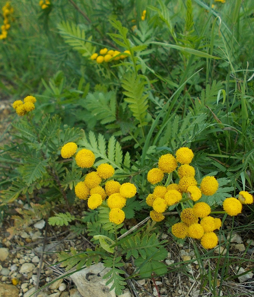 Solve VRATIČ OBECNÝ jigsaw puzzle online with 9 pieces