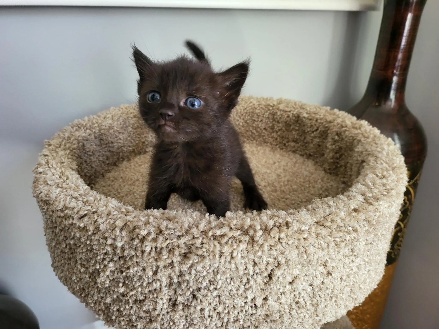 Solve Sir Mortimer, Duke of Sto Helit, the Mega Mini Menace jigsaw ...