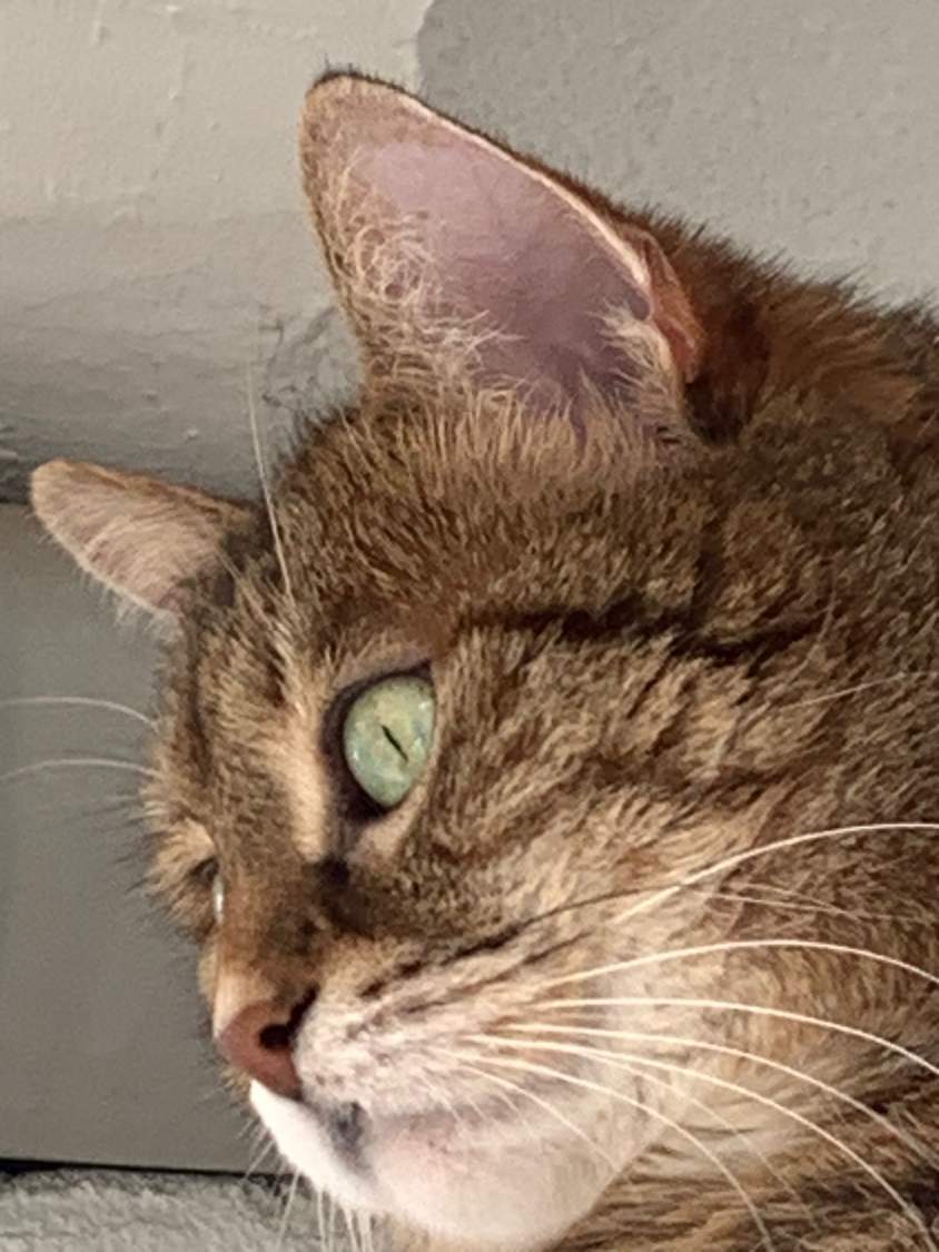 Solve BALKIZ jigsaw puzzle online with 63 pieces