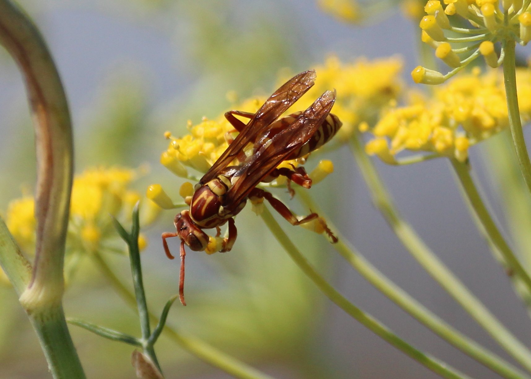 Solve Apache Paper Wasp on Fennel, Tijuana Estuary, Imperial Beach ...