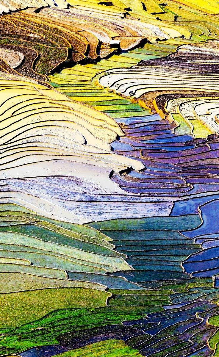 Solve Rice Fields jigsaw puzzle online with 170 pieces