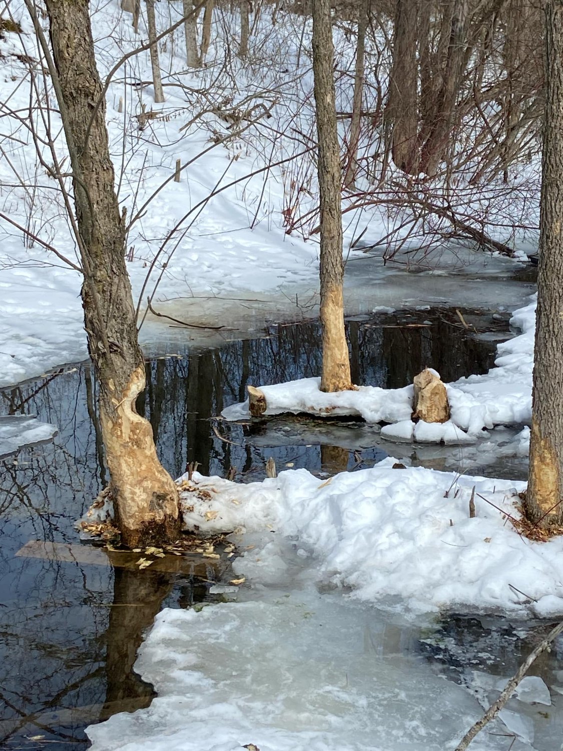 Solve BEAVER ACTIVITY jigsaw puzzle online with 63 pieces