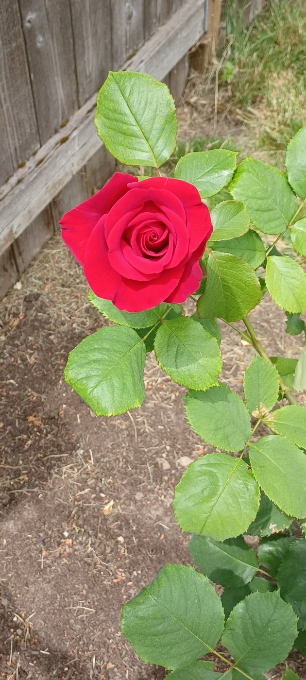 Solve Dad's red rose jigsaw puzzle online with 21 pieces