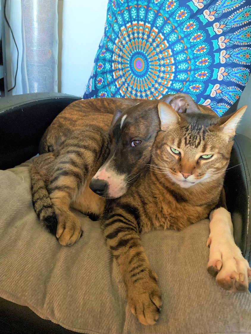 Solve Confusing Perspective #76 (catdog) jigsaw puzzle online with 20 ...