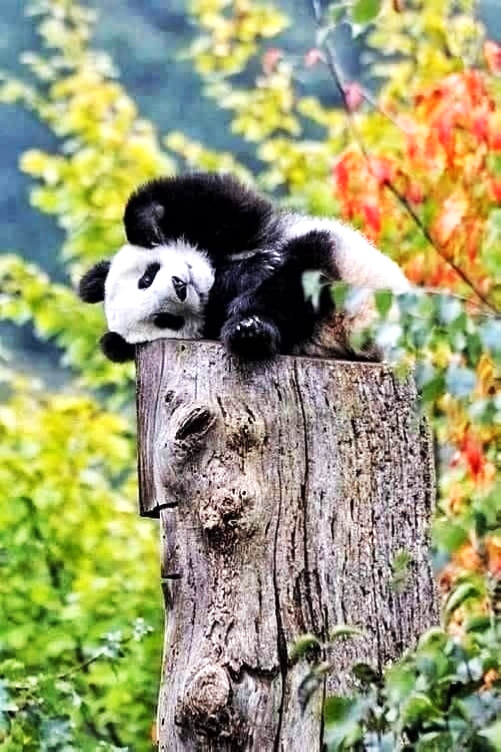 Solve Precious Panda jigsaw puzzle online with 150 pieces