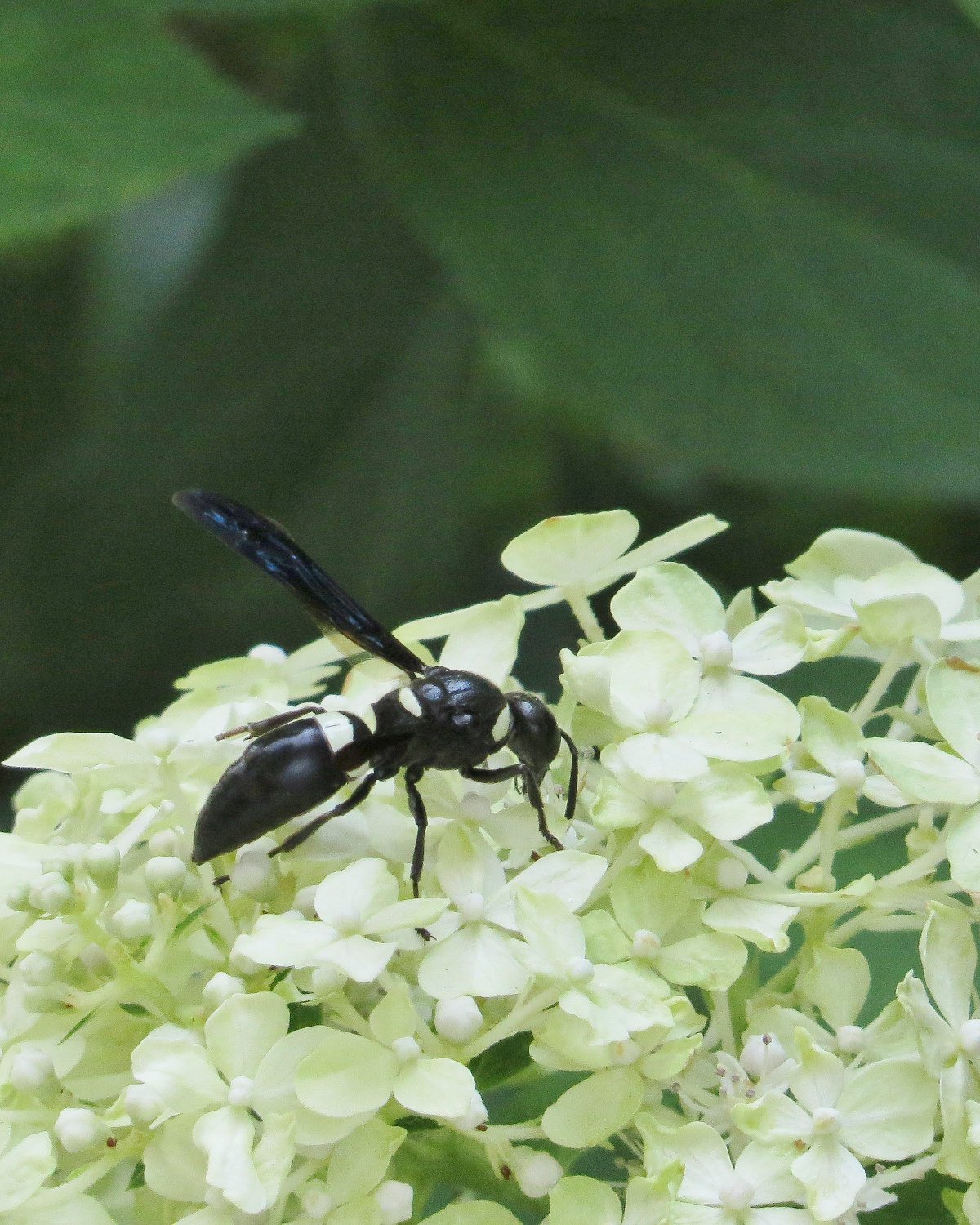 Solve four-toothed mason wasp (Monobia quadridens) on hydrangea jigsaw ...