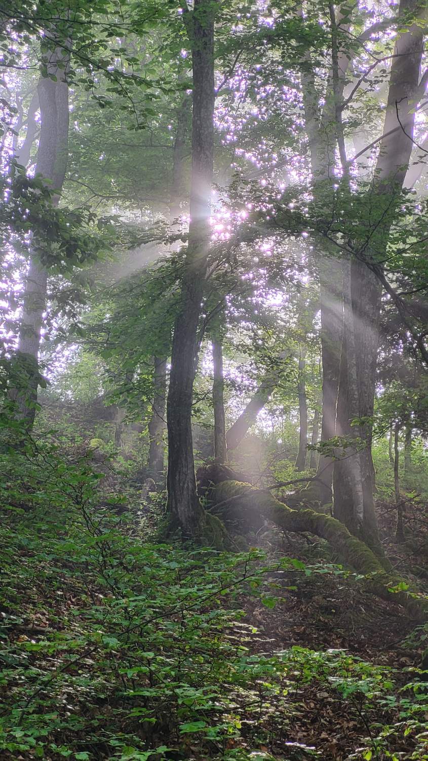 Solve Sun shines trough the mists jigsaw puzzle online with 264 pieces