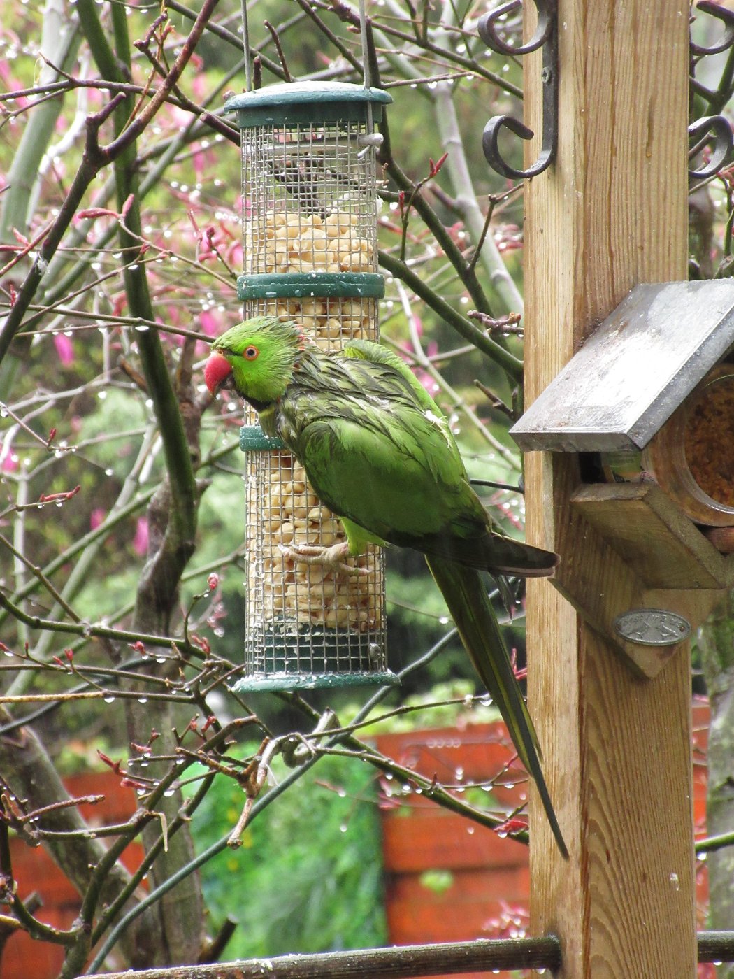Solve Poor poor soaking wet Ringneck Parakeet 🦜 jigsaw puzzle online ...