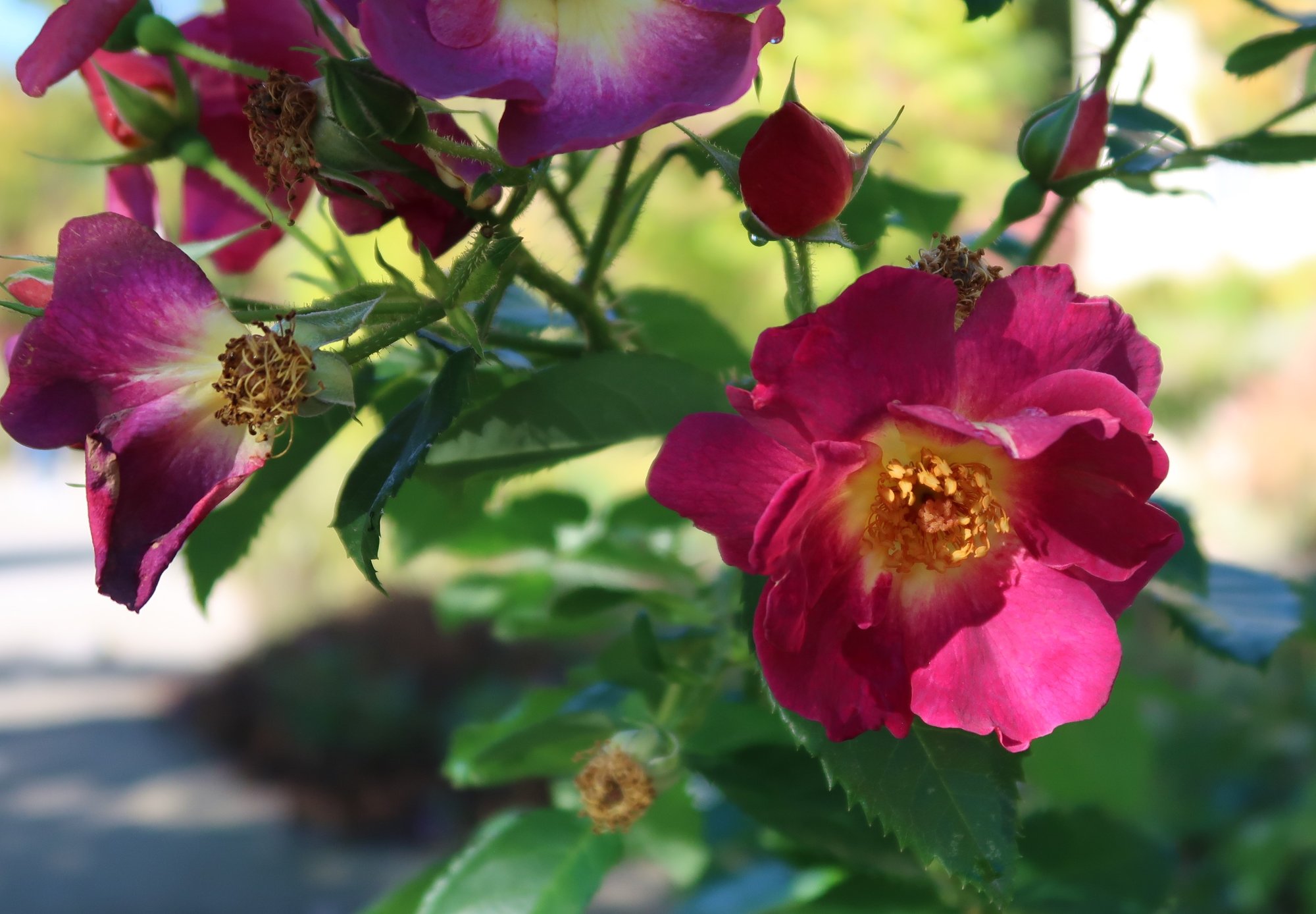 Solve roses jigsaw puzzle online with 117 pieces