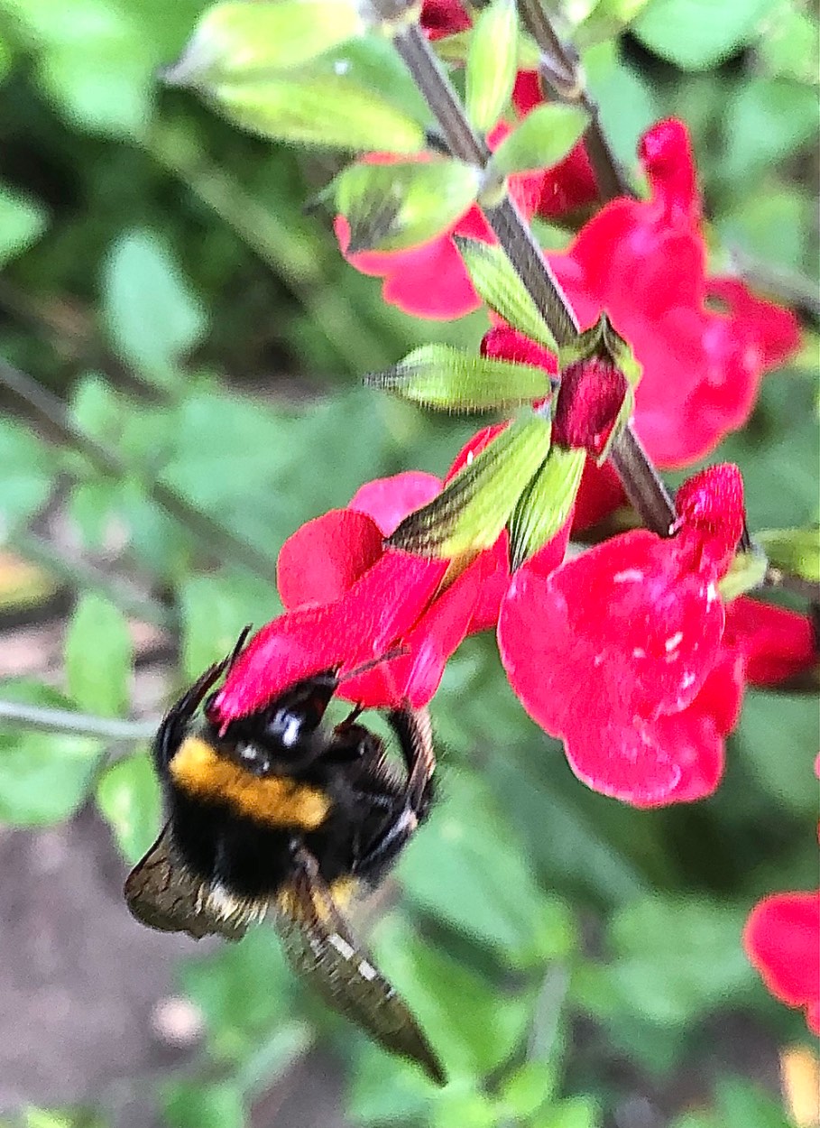 Solve Bumbling abouy jigsaw puzzle online with 70 pieces