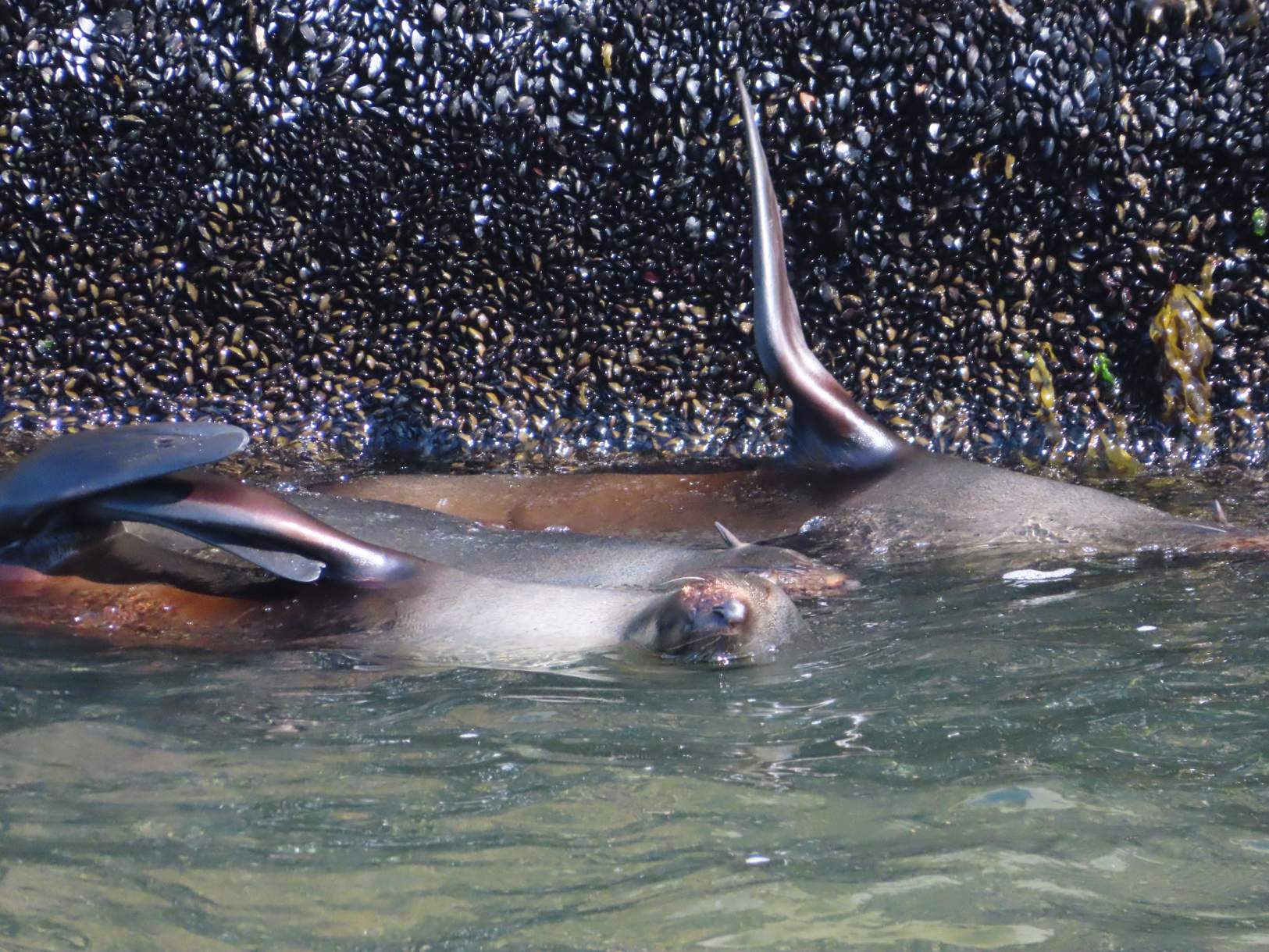 Solve More seals jigsaw puzzle online with 130 pieces