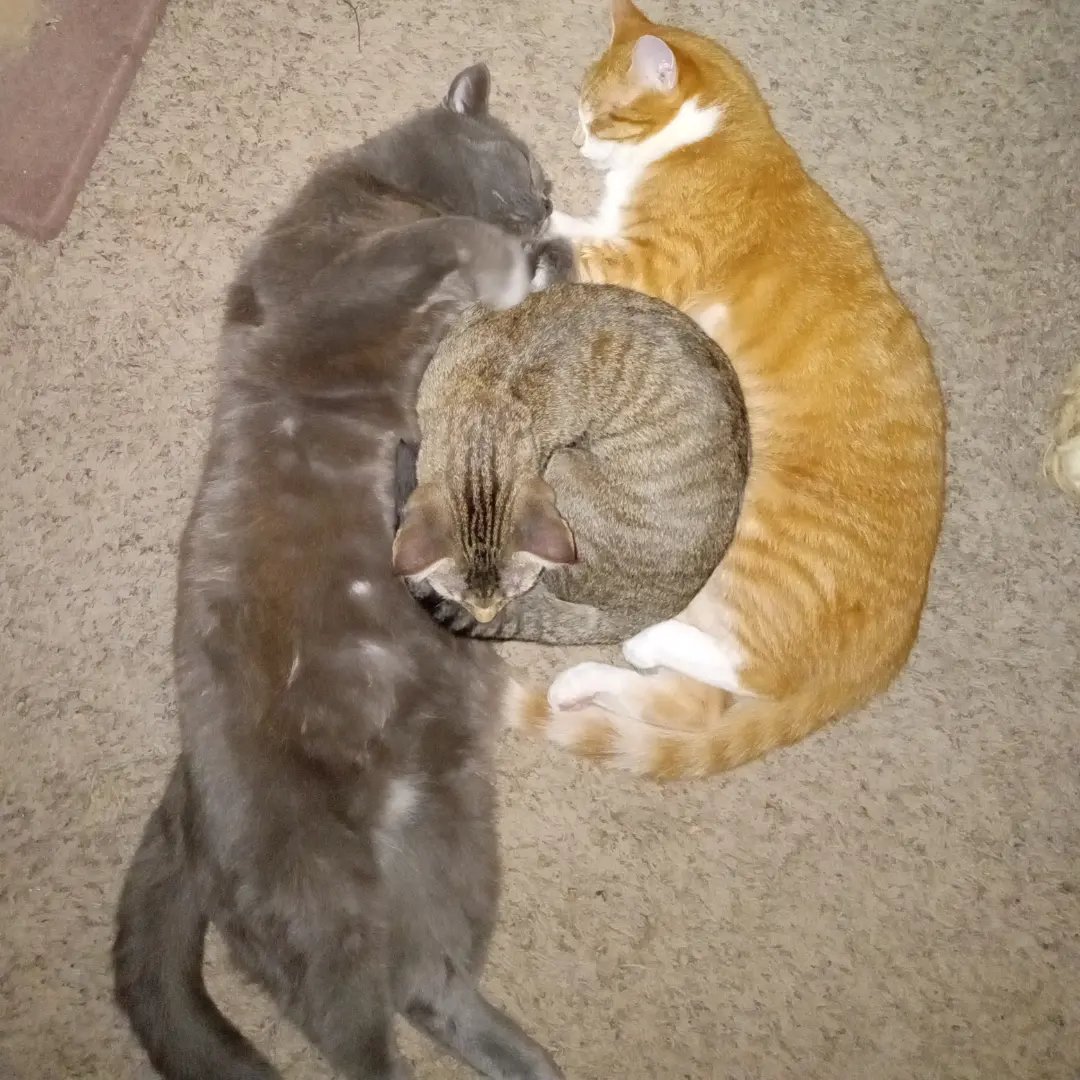 Solve Handsome, Chiquita, and Cheeto jigsaw puzzle online with 100 pieces