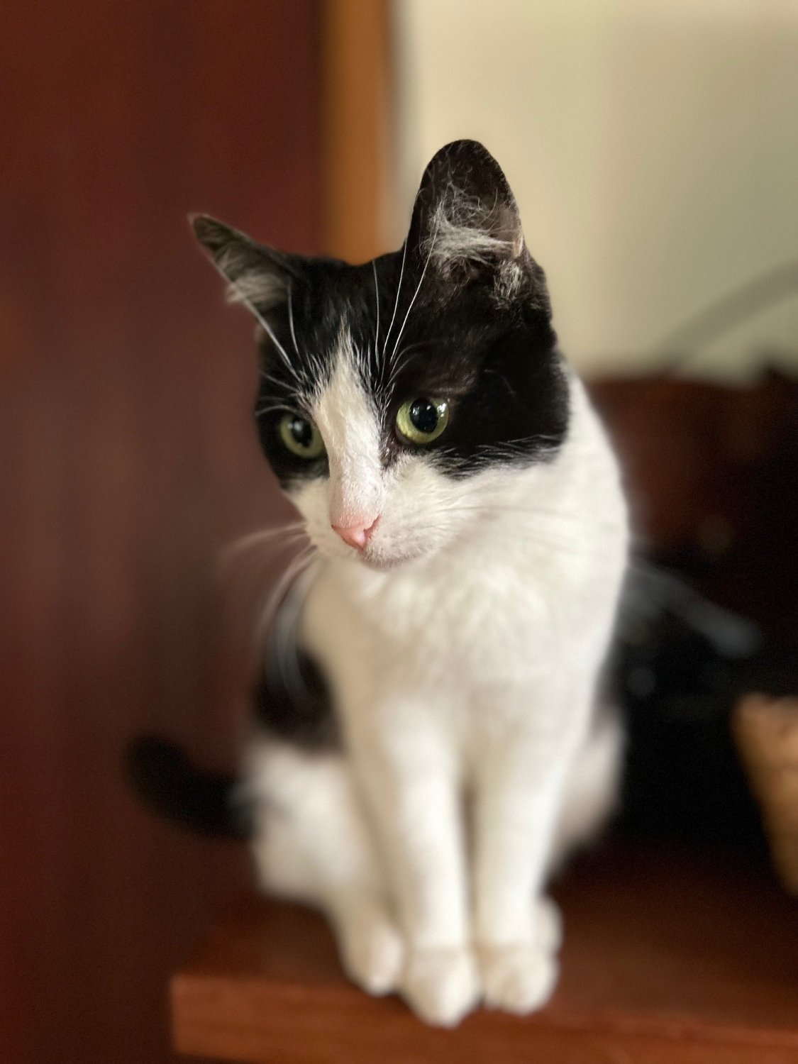 Solve cat jigsaw puzzle online with 63 pieces