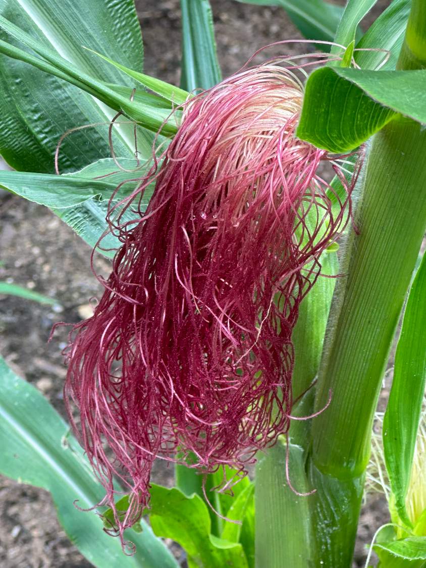 Solve Colorful corn silk jigsaw puzzle online with 63 pieces
