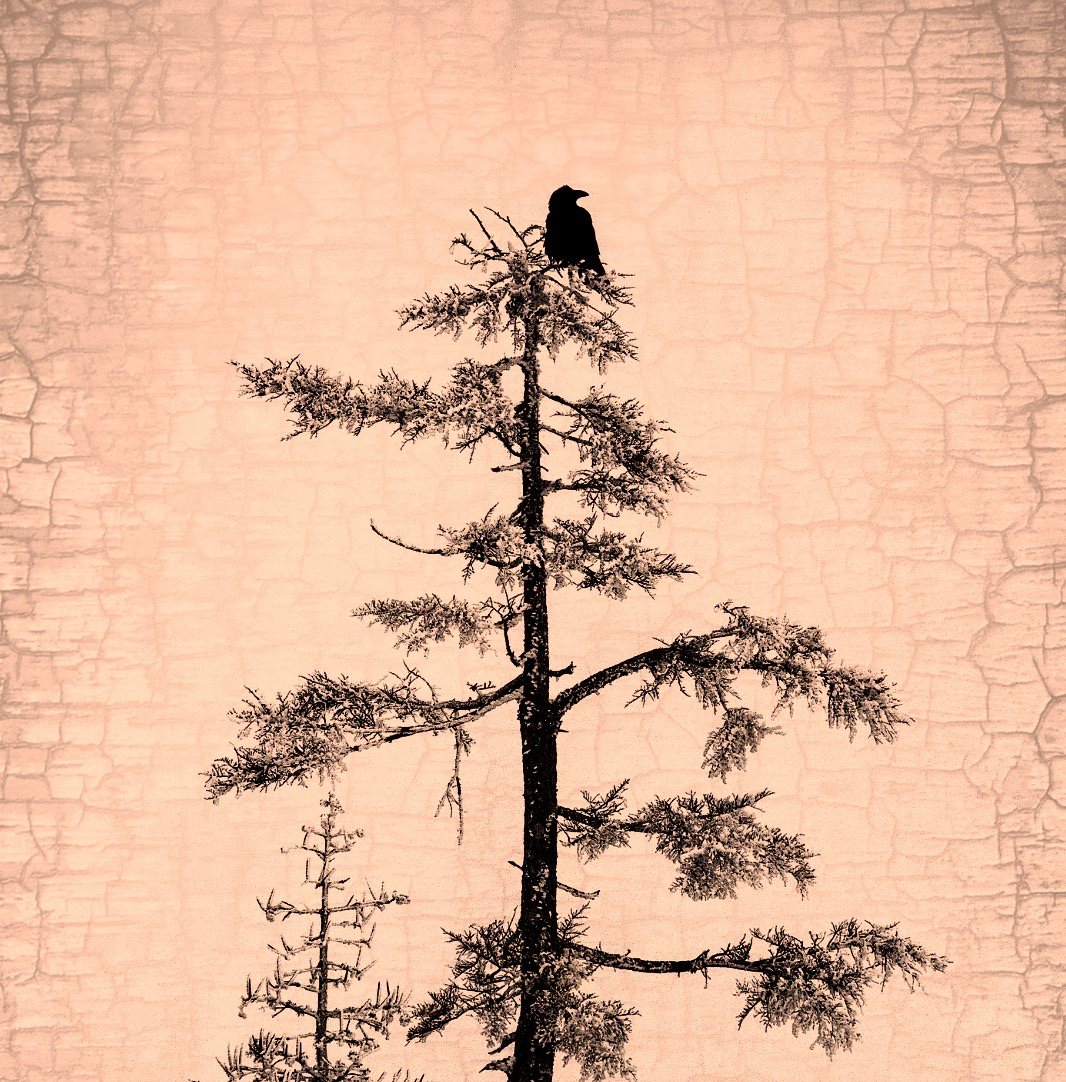 Solve Crow jigsaw puzzle online with 64 pieces