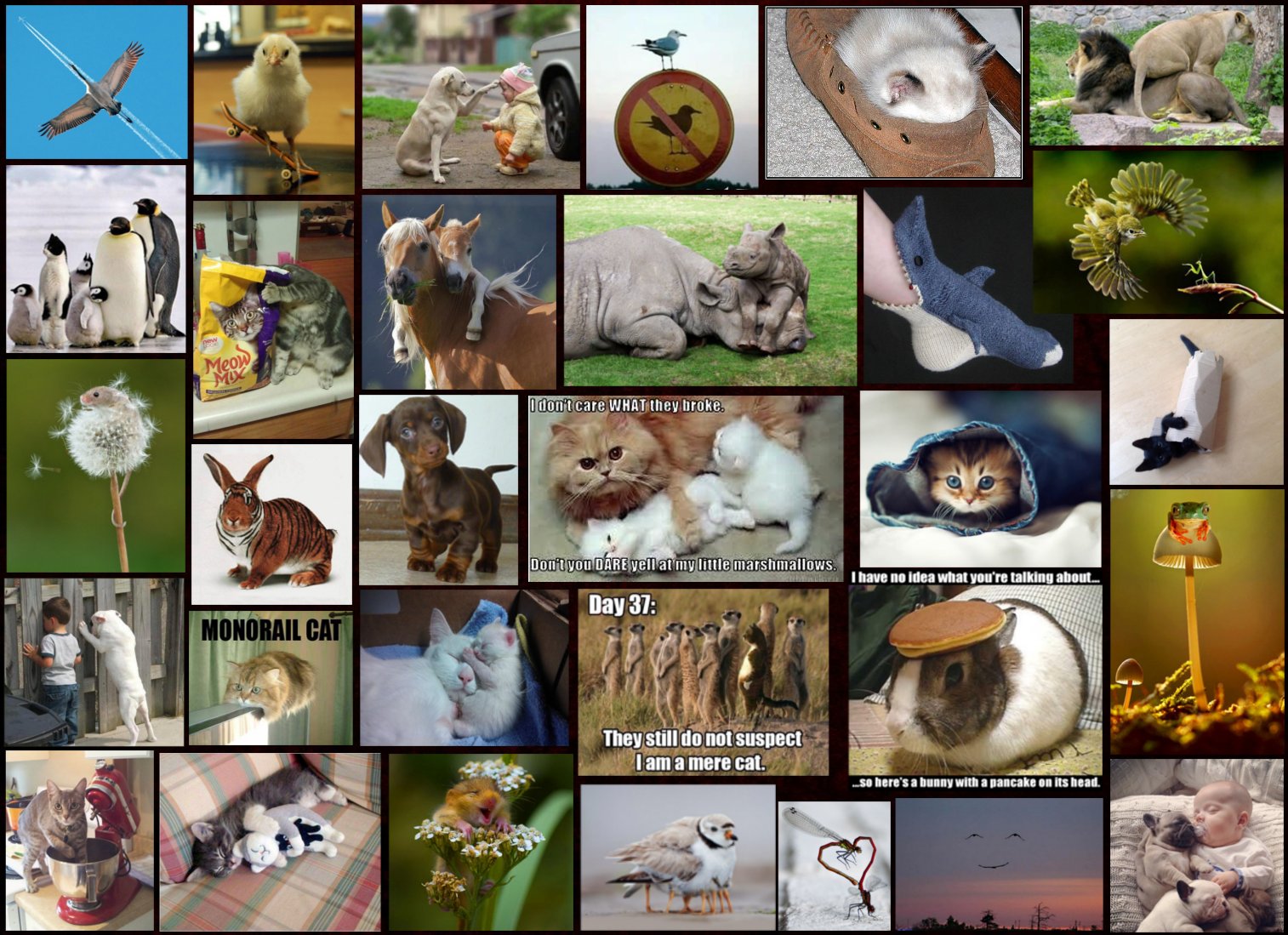 Solve animal fun 2 jigsaw puzzle online with 108 pieces