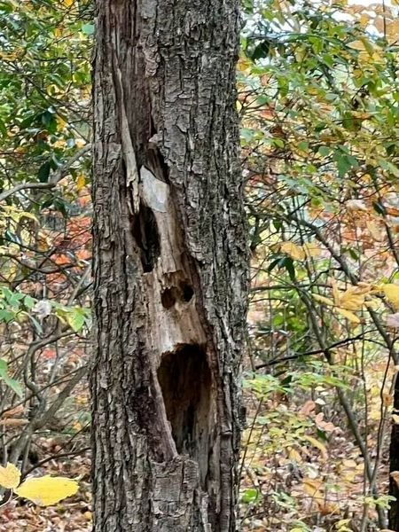 Solve Scream tree in the white mountains NewHampshire! jigsaw puzzle ...