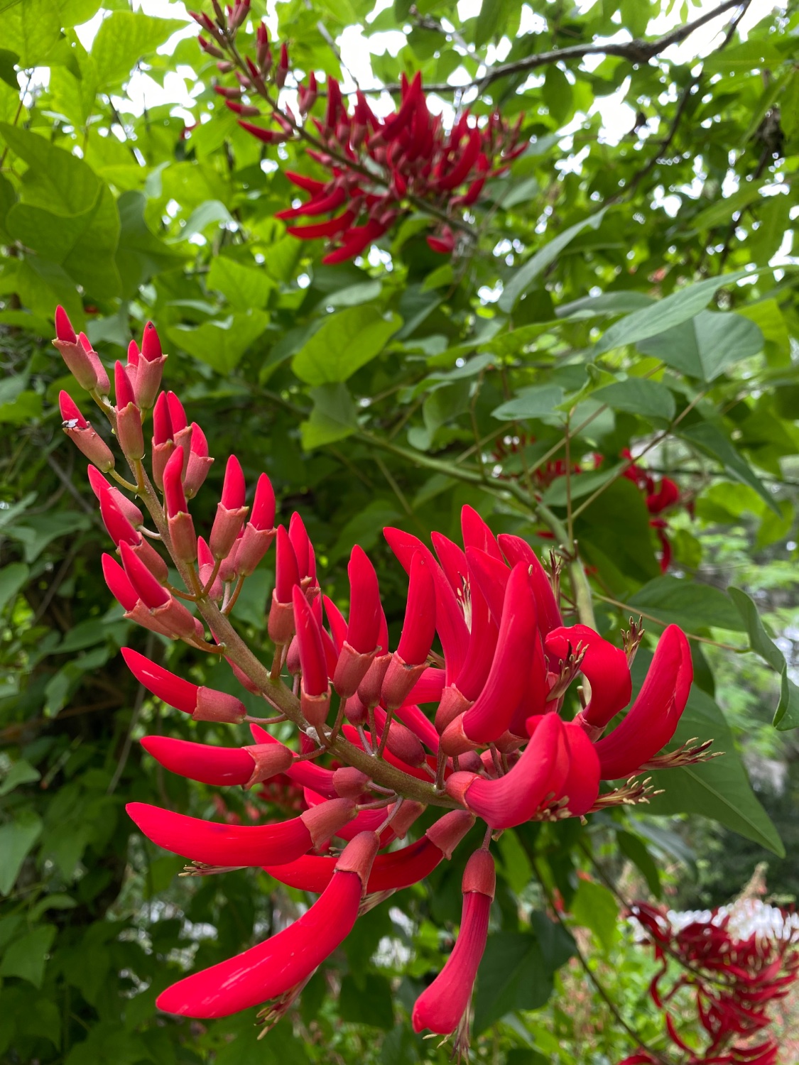 Solve Coral Bean Plant jigsaw puzzle online with 88 pieces