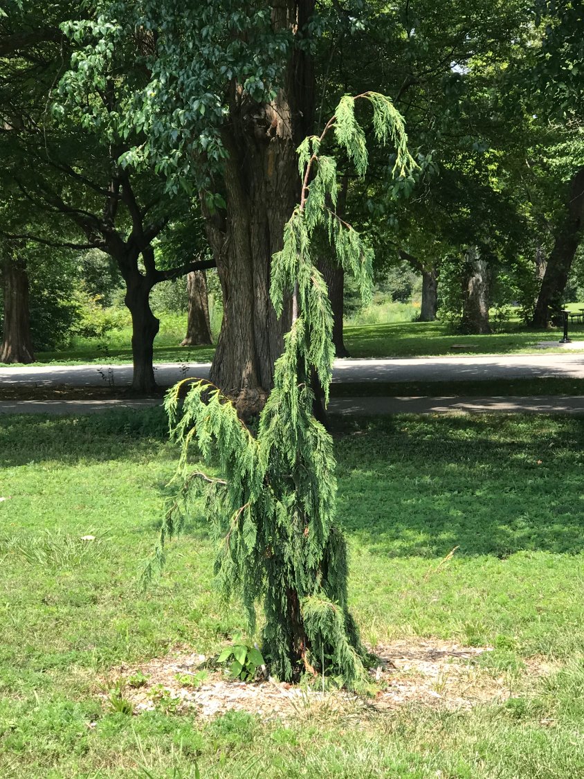 Solve Alaskan or Himalayan Weeping Cedar jigsaw puzzle online with 12 ...