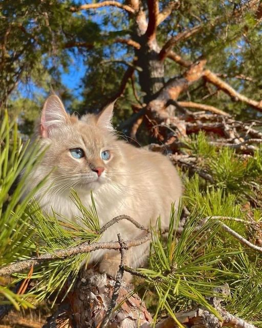 Solve poes jigsaw puzzle online with 80 pieces