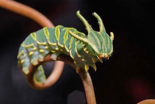 Solve dragon headed caterpillar jigsaw puzzle online with 40 pieces