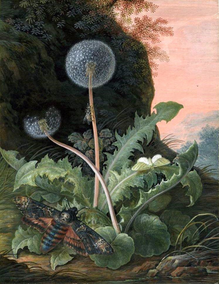 Solve Barbara Regina Dietzsch - (German, 1716 - 1783) - Dandelion with ...