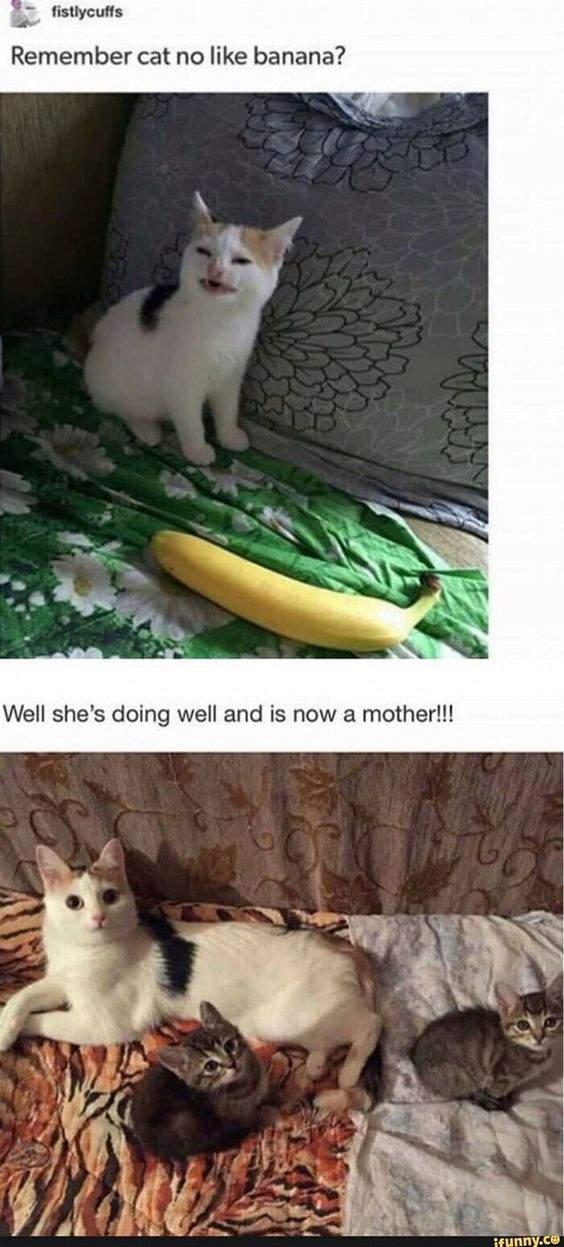 Solve Cat no like banana jigsaw puzzle online with 55 pieces