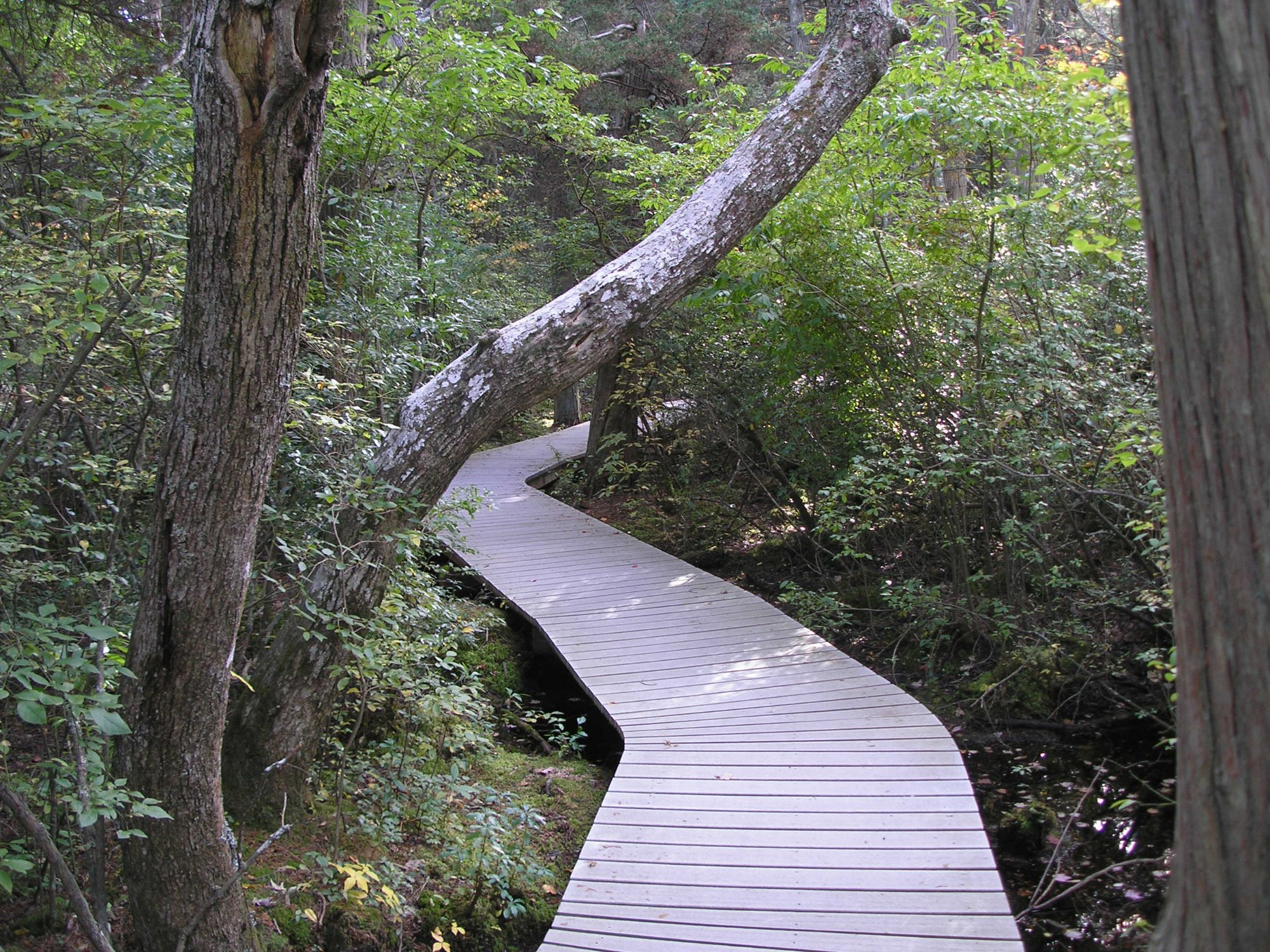 Solve Boardwalk - Cedar swamp jigsaw puzzle online with 99 pieces
