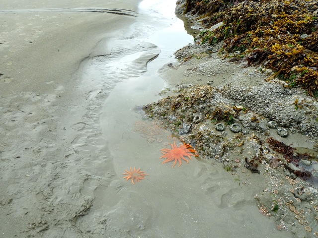 Solve more tidal pools jigsaw puzzle online with 30 pieces