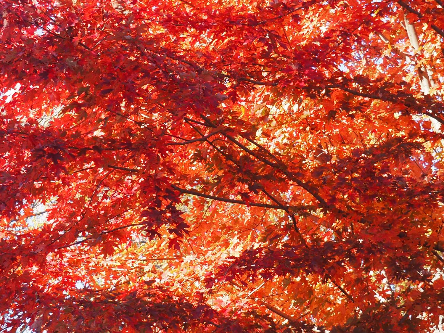 Solve Maple Trees jigsaw puzzle online with 108 pieces