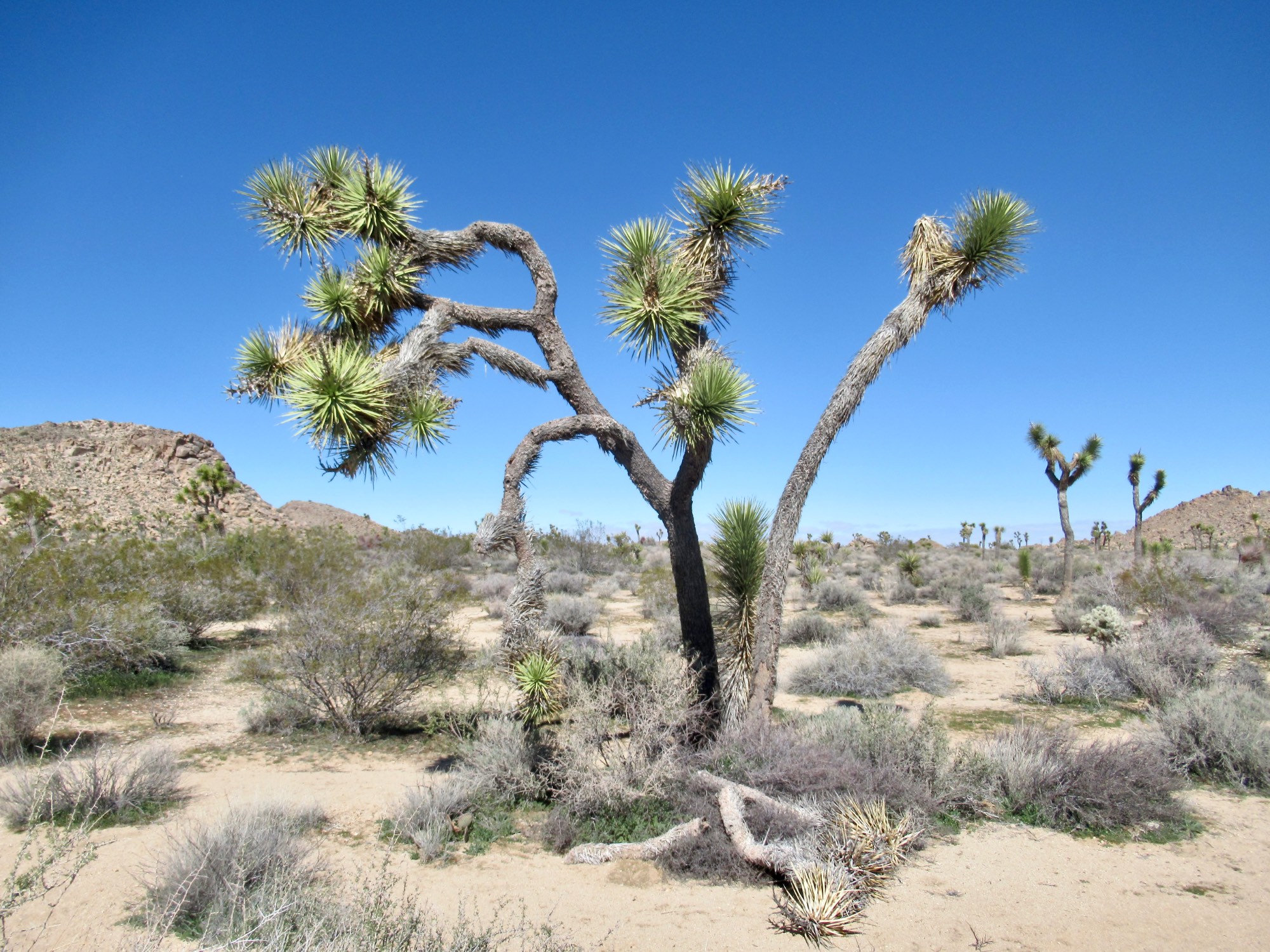 Solve Joshua Tree National Park jigsaw puzzle online with 99 pieces