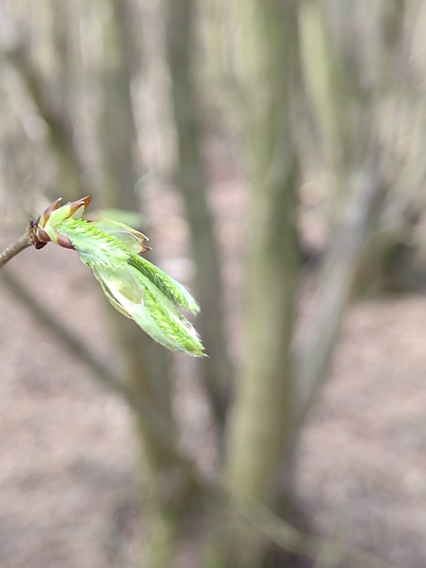 Jigsaw Puzzle | 12 pieces | Signs of spring | Jigidi