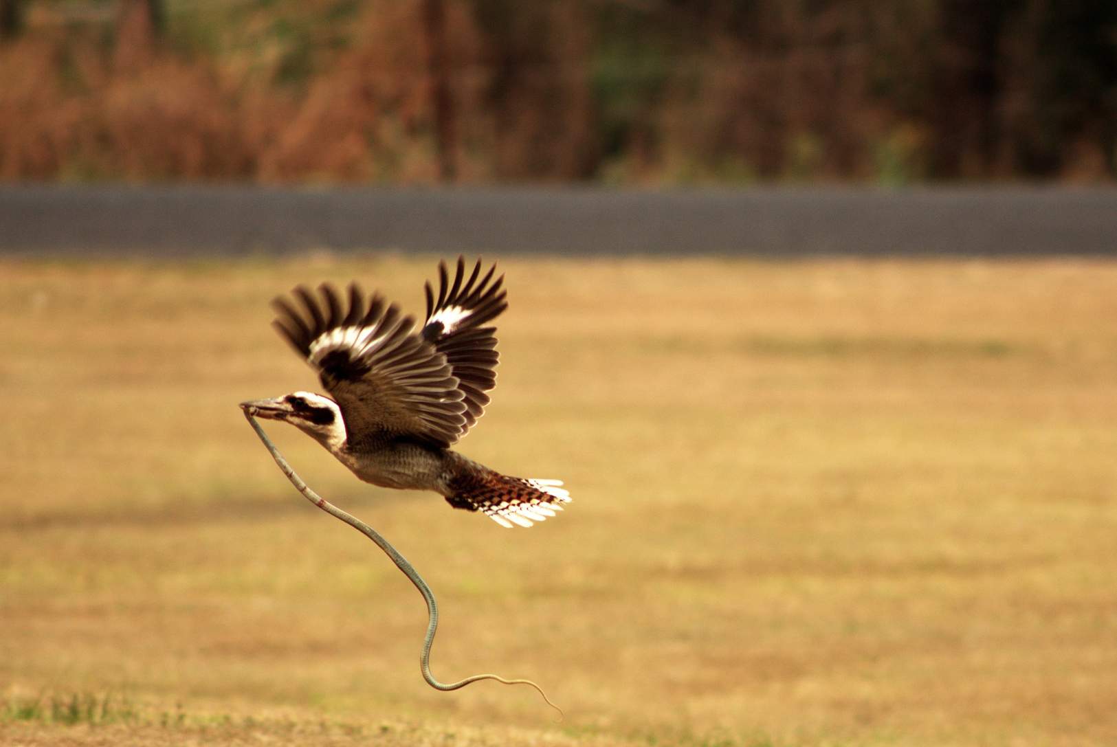 Solve Snake for lunch jigsaw puzzle online with 117 pieces