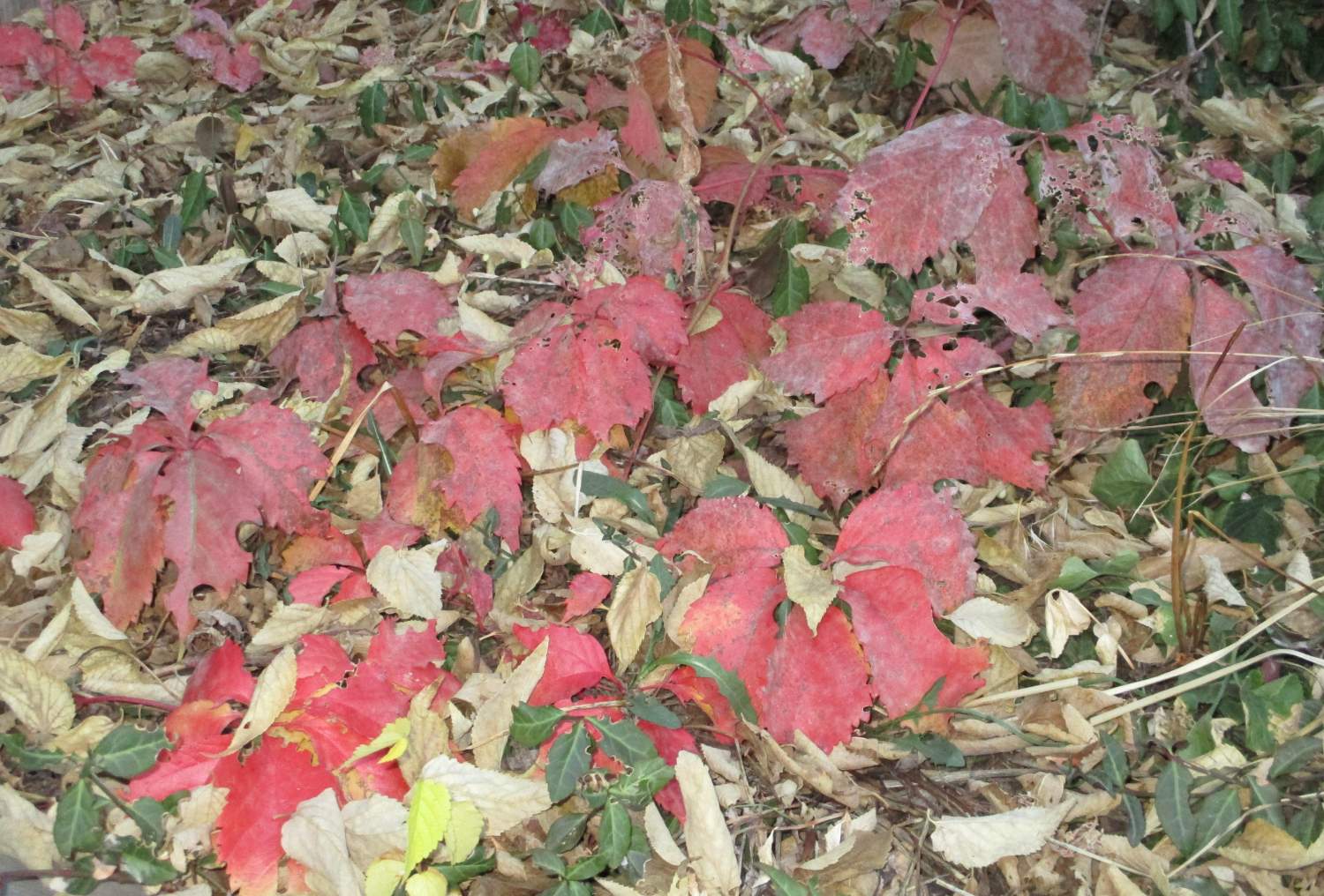 Solve A little fall color on the ground. jigsaw puzzle online with 96 ...