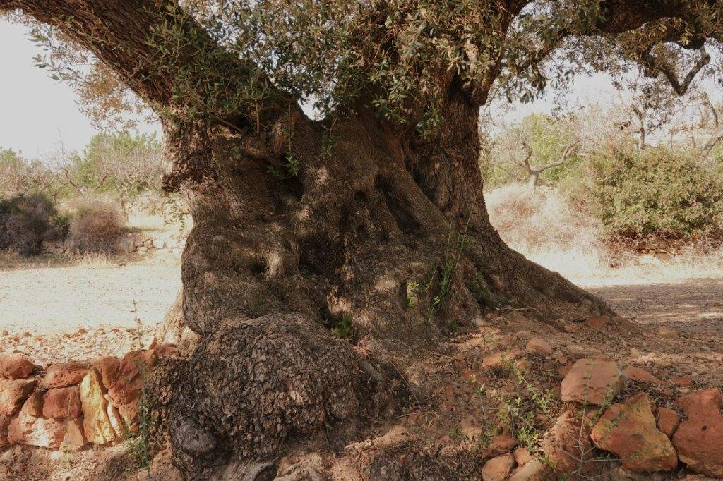 Solve Series Spain: This is a national park / reservation with olive ...