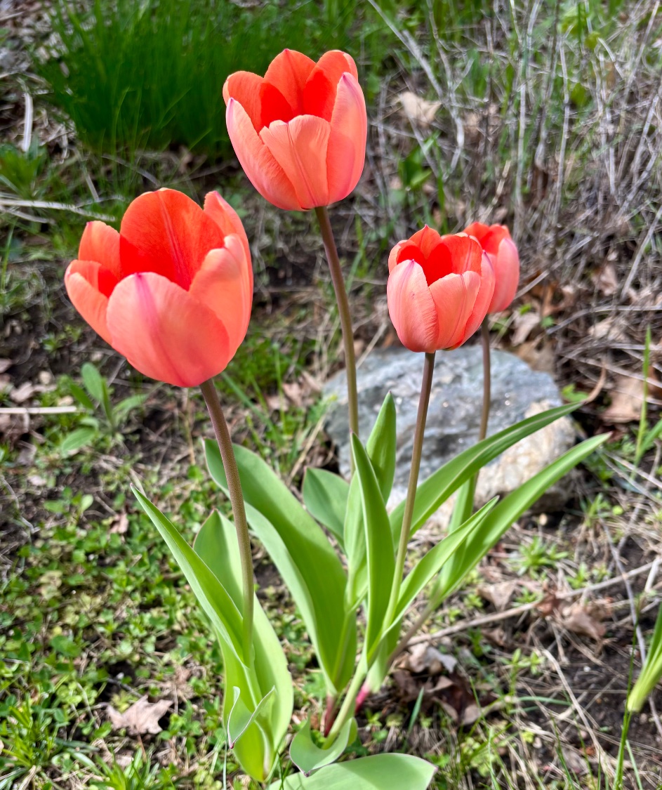 Solve Tulip time jigsaw puzzle online with 12 pieces