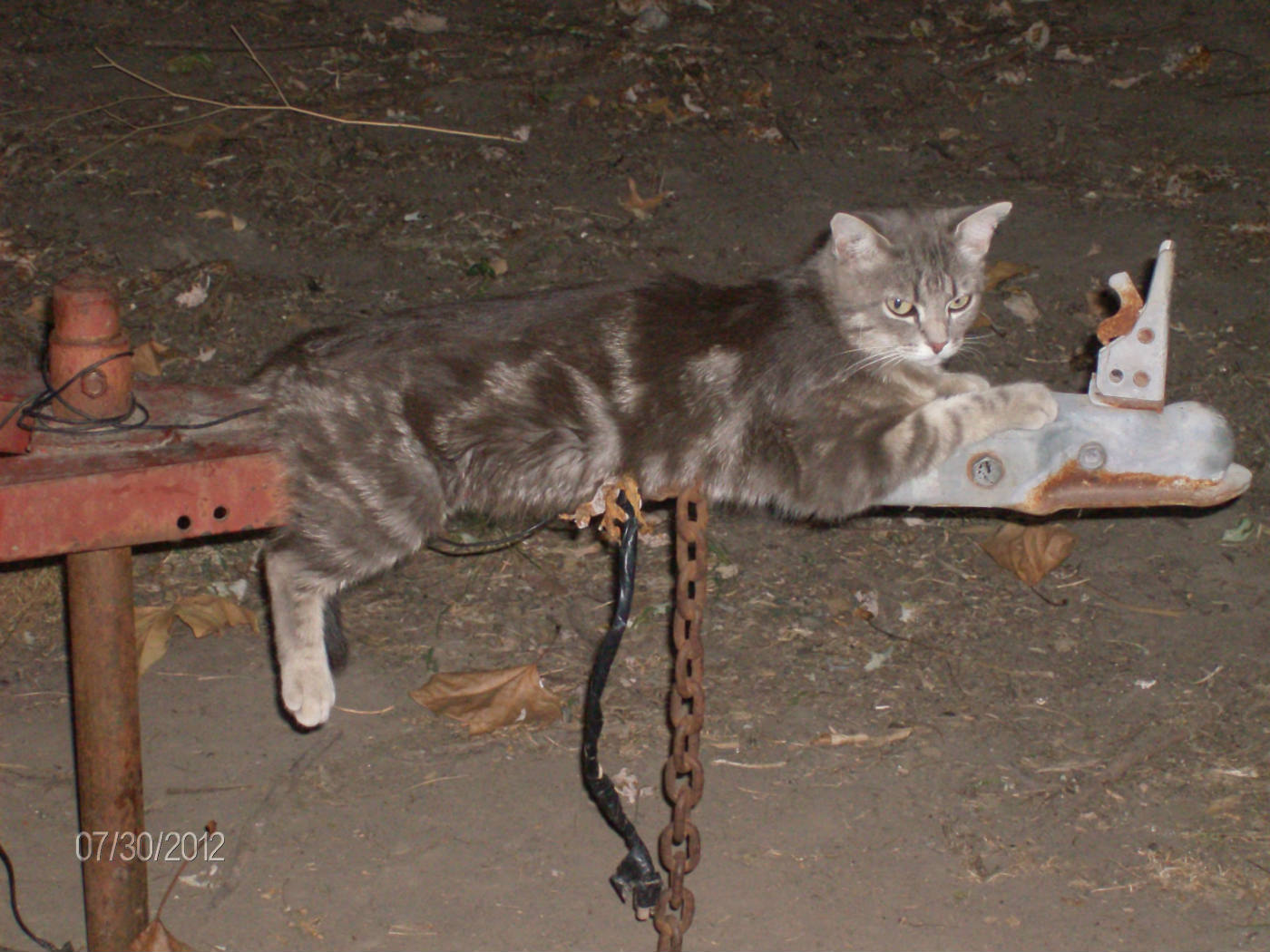 Solve Buffy just trying to stay cool - July'12 jigsaw puzzle online ...