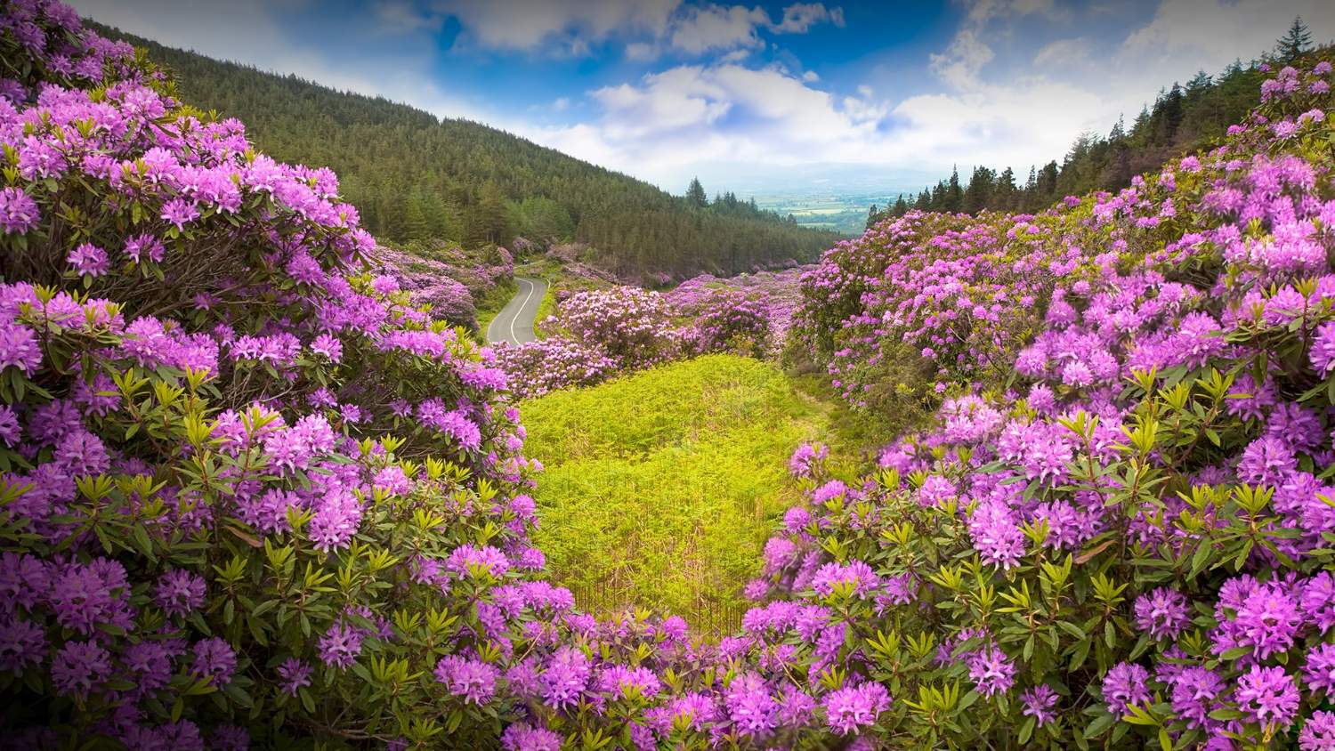 Solve Blooming rhododendrons in the Vee Pass valley, Tipperary ...