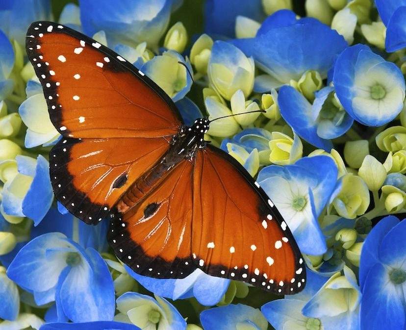 Solve Hydrangeas & Butterfly jigsaw puzzle online with 143 pieces